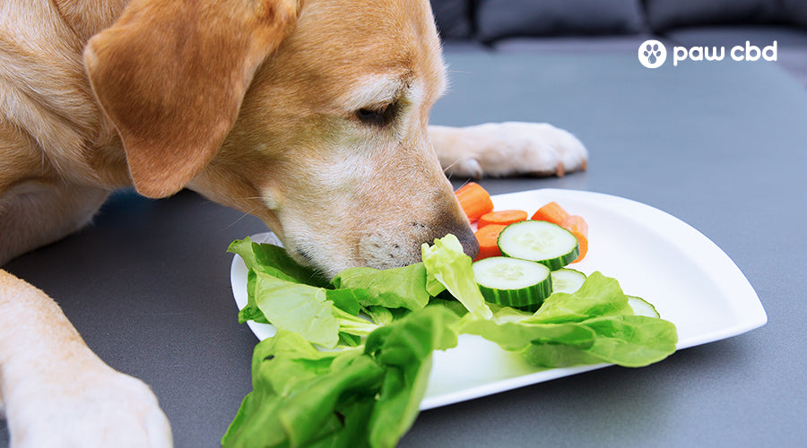 What Vegetables Can Dogs Eat Safely