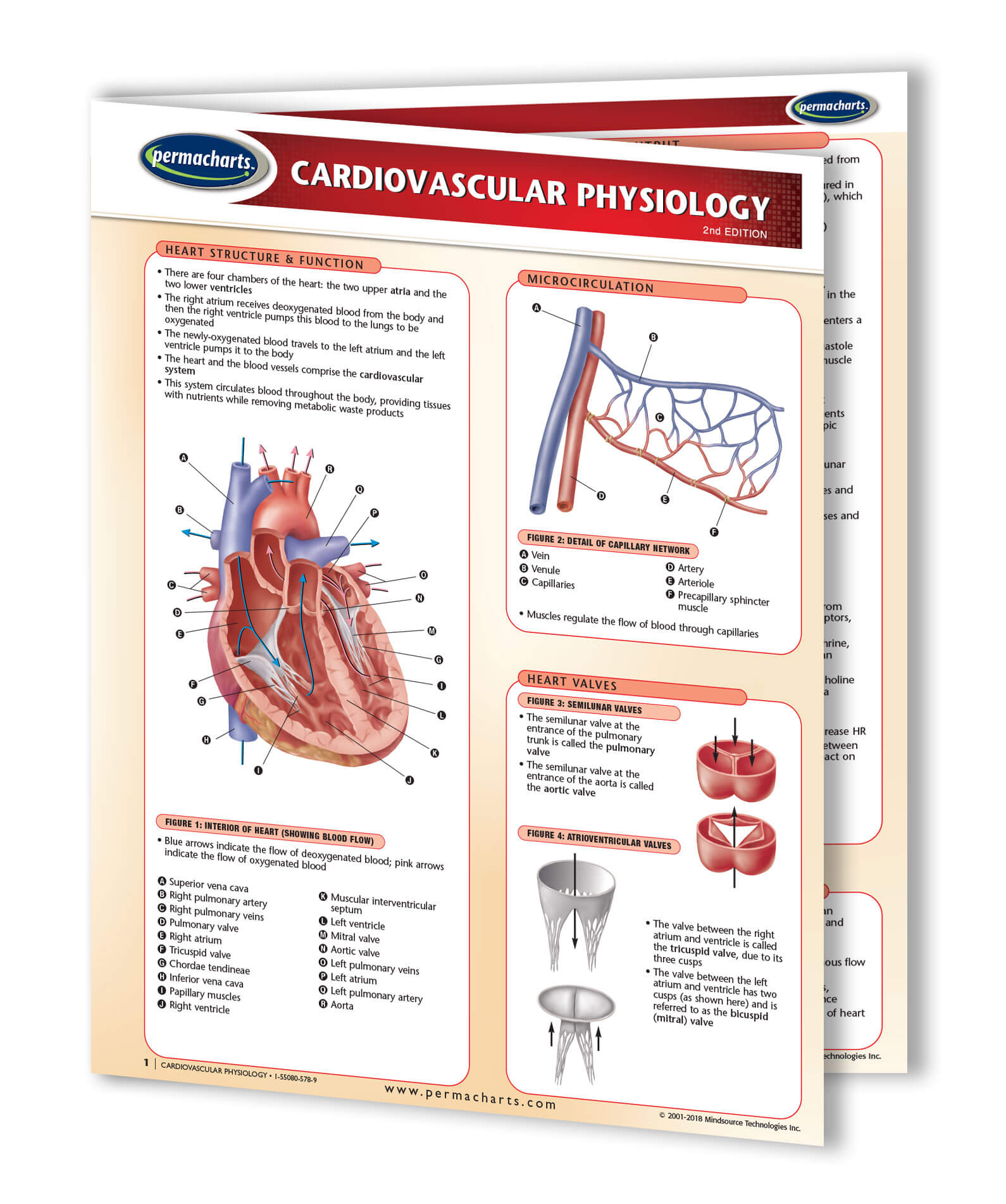 Cardiovascular Physiology Reference Guide Laminated 4 Page Chart