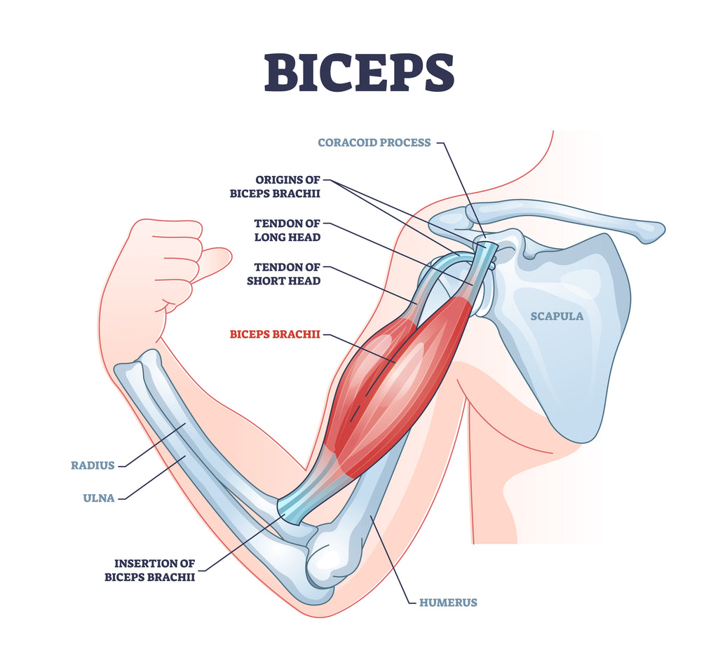 Trigger Point Therapy For Painful And Tight Biceps Biceps Brachii