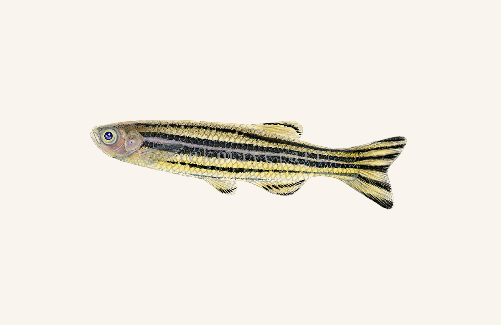 Zebrafish Original Watercolor Painting Nick Mayer Art