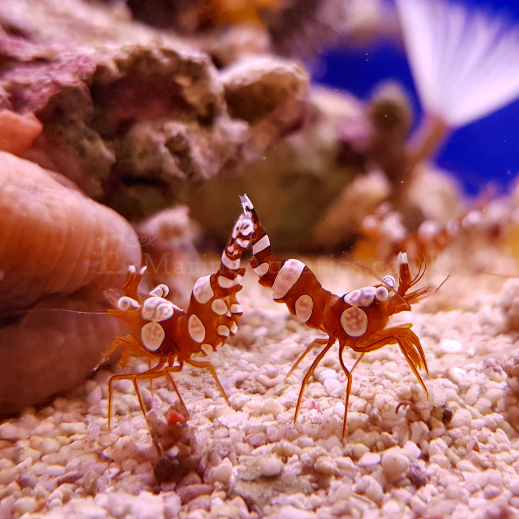 Sexy Shrimp Anemone Shrimp Thor Amboinensis Essex Marine Aquatics