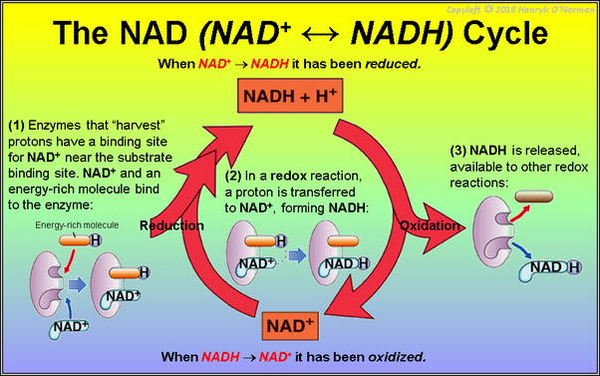 The Relationship Between Nad Nad And Nadh Sheerherb