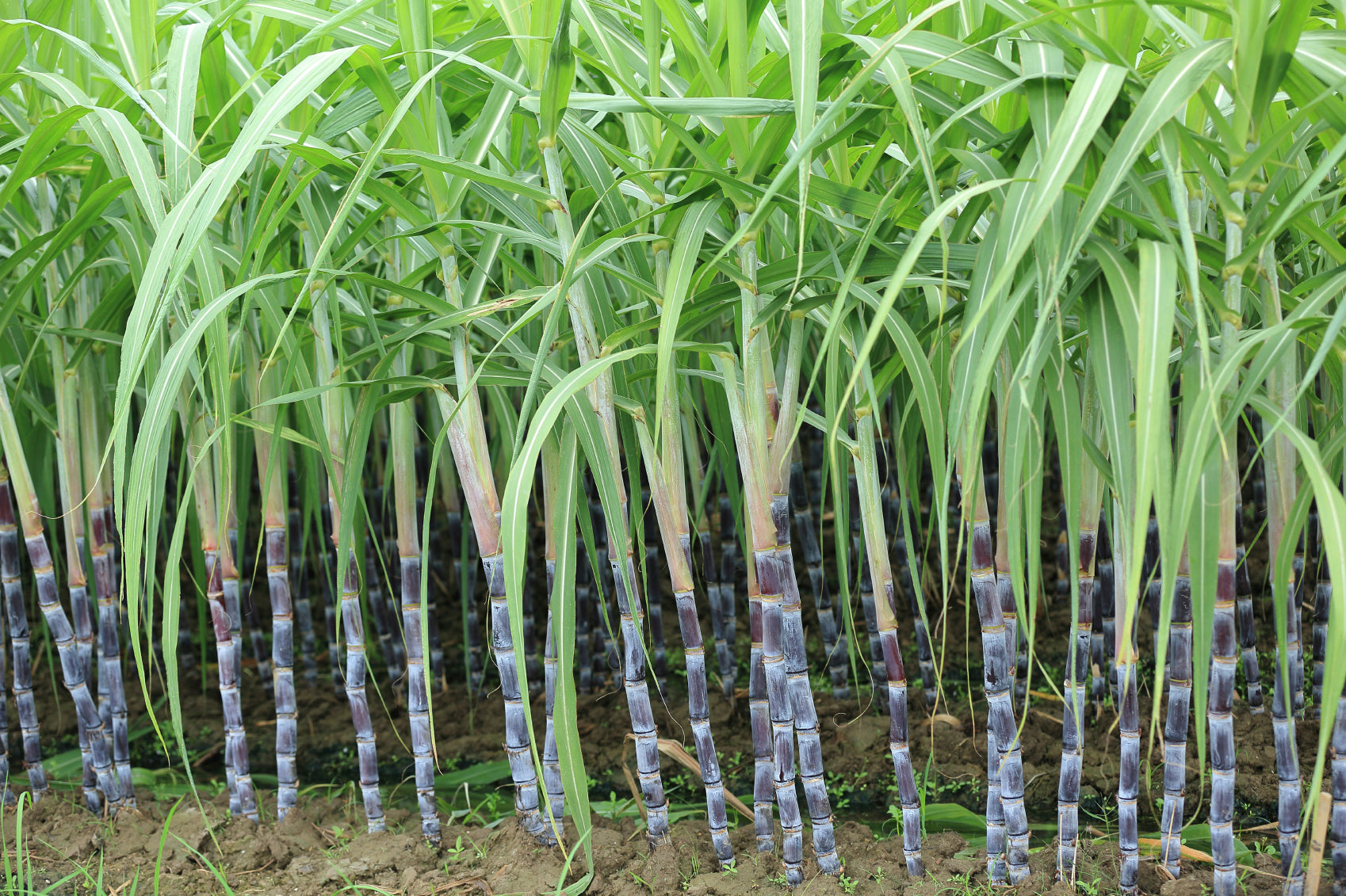 Sugarcane Care Sugarcane Plant Info And Growing Tips Mahagro®