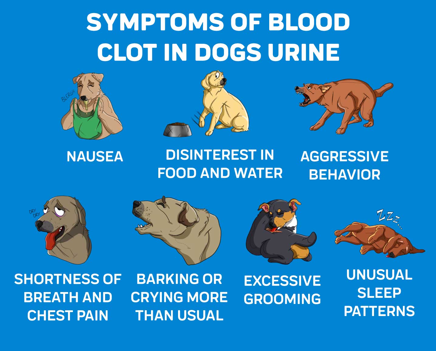 Blood Clots In Dogs Urine Innovet Pet