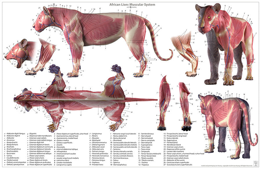 Lion Anatomy Chart Juns Anatomy