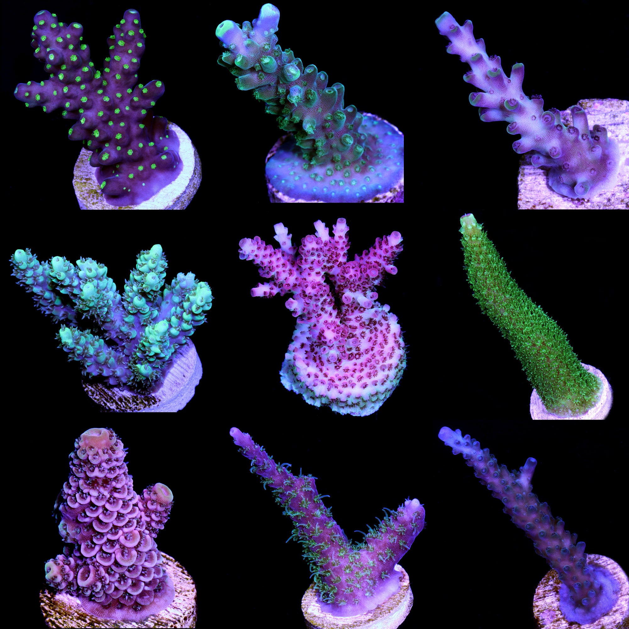 Assorted Acropora Coral Frag Pack Buy Live Coral For Sale Vivid