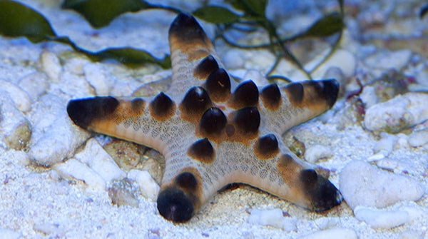 Buy Chocolate Chip Starfish Aquarium Starfish Sale Vivid Aquariums