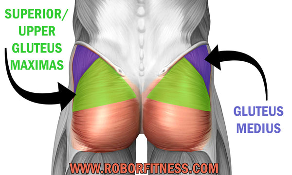 Upper Glute Workout Build That Upper Glute Shelf Robor Fitness