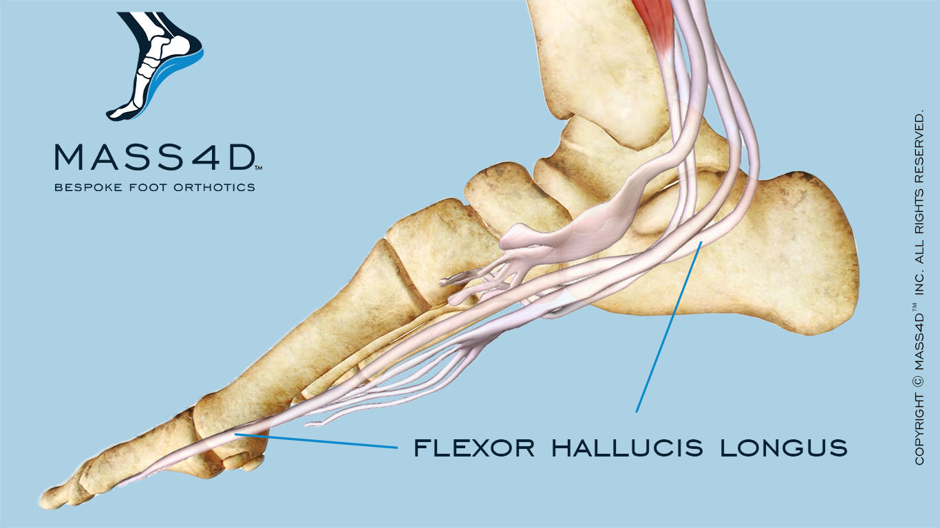 Understanding The Role Of Flexor Hallucis Longus Mass4d® Foot Orthotics