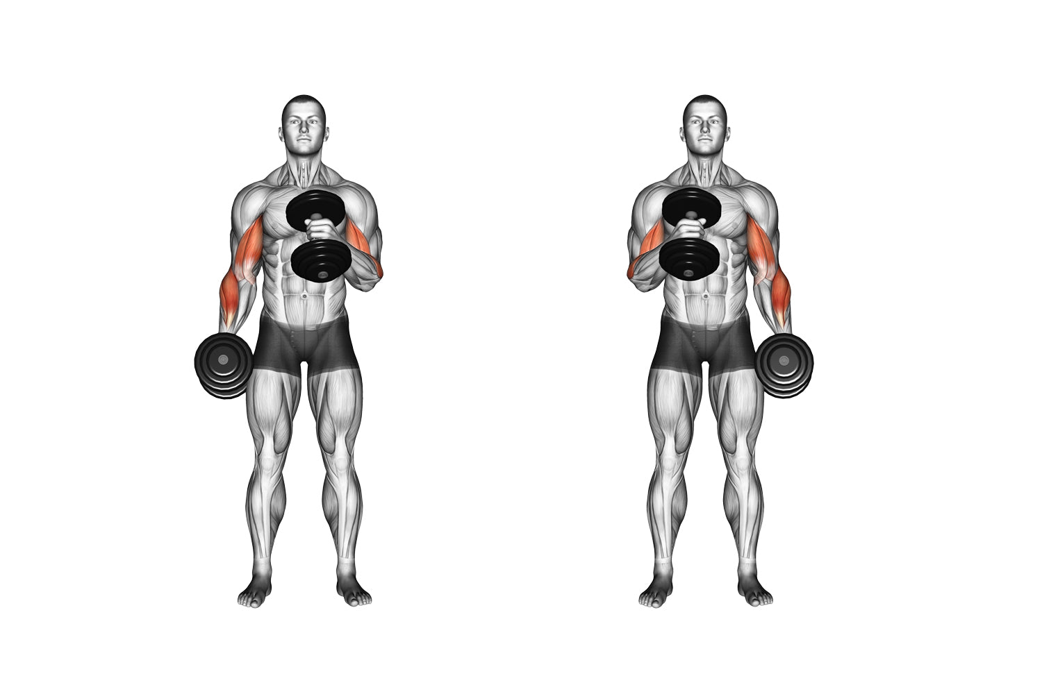 Bicep Dumbbell Exercises Useful Facts You Might Not K