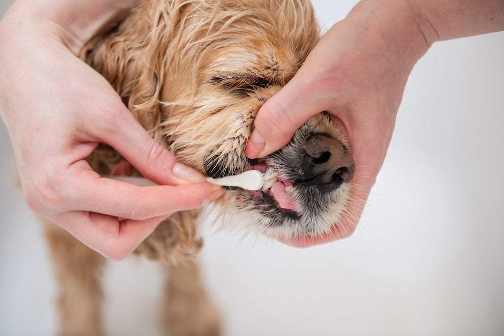 How To Groom A Dog At Home Neakasa Official