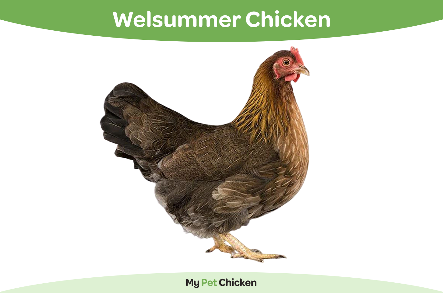 Welsummer Chicken Breed The Complete Guide My Pet Chicken