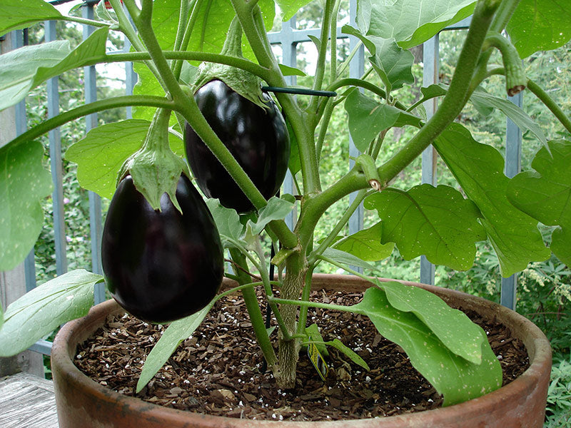 How To Grow Eggplant