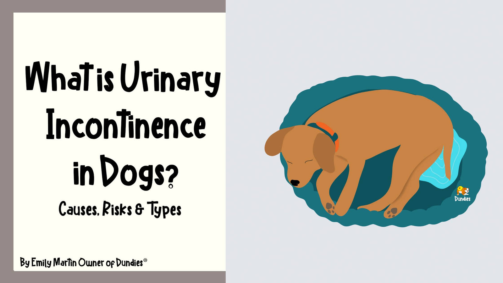 What Can Cause Urinary Incontinence In Dogs