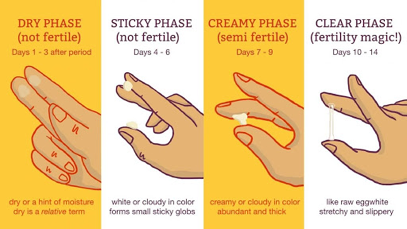 Discharge And Ovulation How Discharge Can Show That You Are Ovulatin