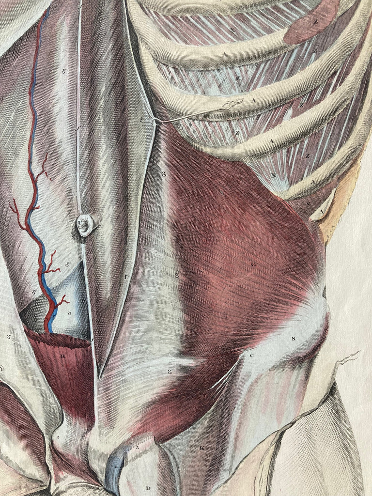 Early Anatomy Plate Xxx Original Room Four