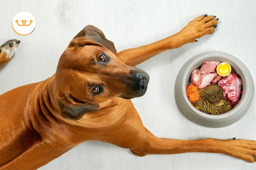 6 Beneficios Sorprendentes De La Dieta Barf Para Tu Mascota