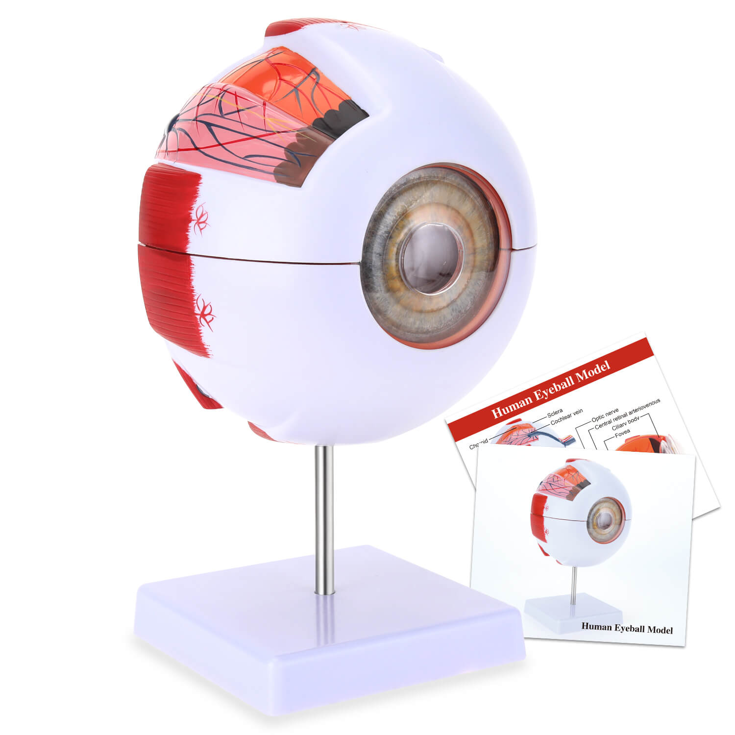 Human Eye Anatomical Model Accurate Eye Model 6x Enlarged Ronten