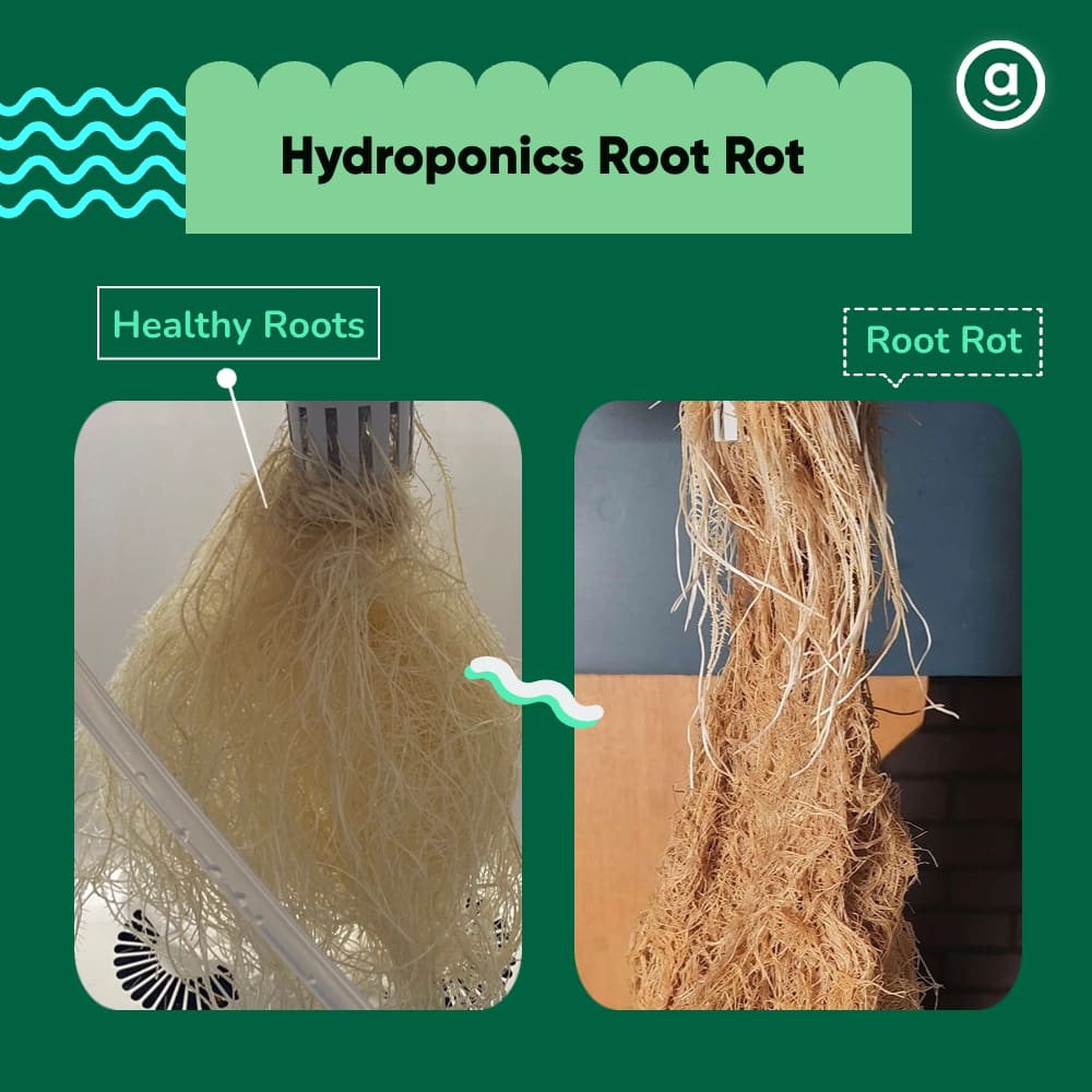 How To Spot Treat And Prevent Cannabis Root Rot Pythium Hey Abby