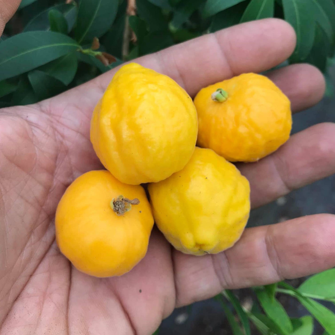 Uvaia Fruit Live Plant Eugenia Pyriformis Veliyathgardens