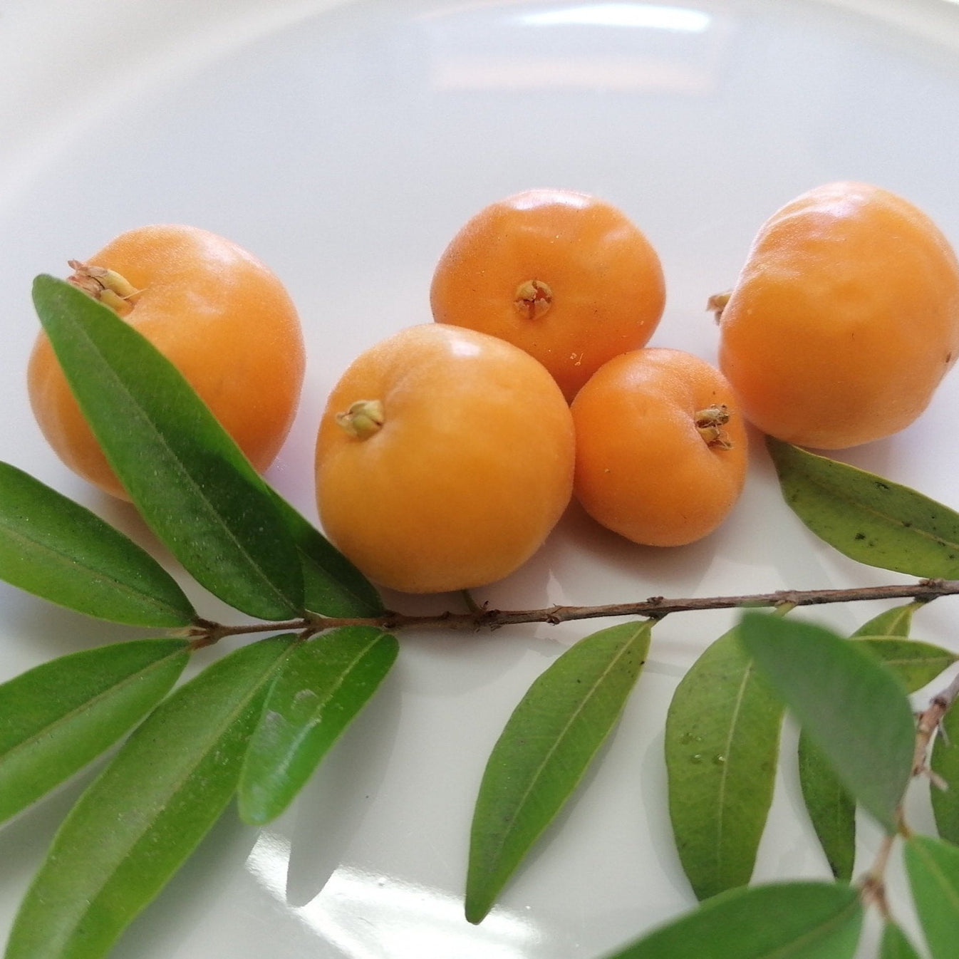 Uvaia Fruit Live Plant Eugenia Pyriformis Veliyathgardens