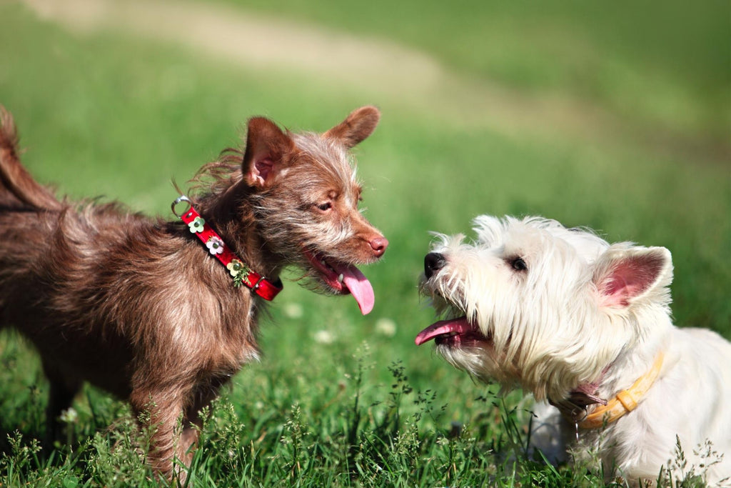 How Dogs Communicate With Each Other The Healthy Dog Co