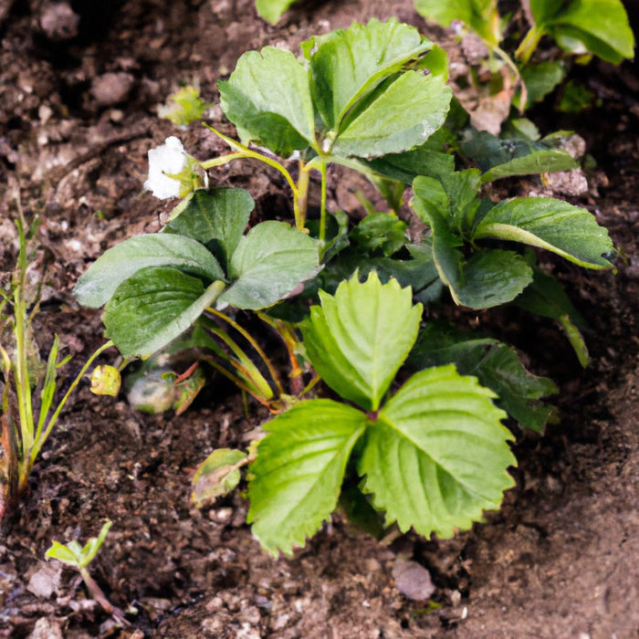 Buy Healthy And Productive Garden Strawberry Plant Fragaria × Ananass