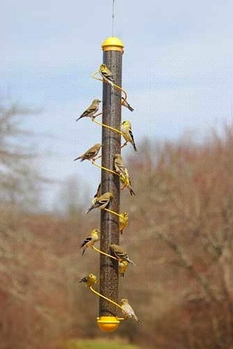 Yellow Spiral Finch Feeder 36 Inch The Birdhouse Chick