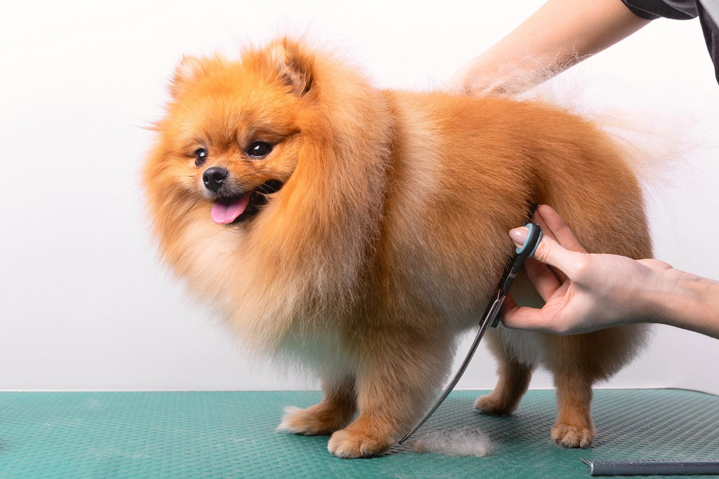 How To Groom A Dog With Dog Groomer Clippers Neakasa Official