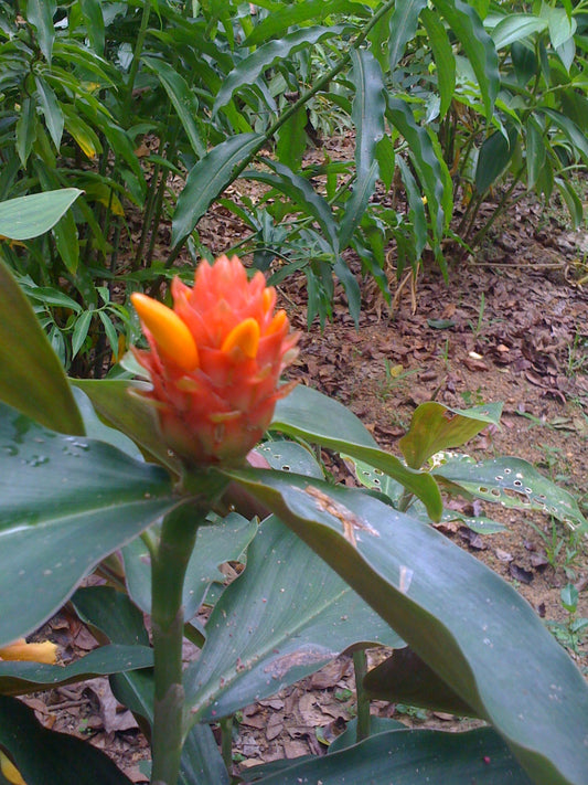 Costus Southerntropical