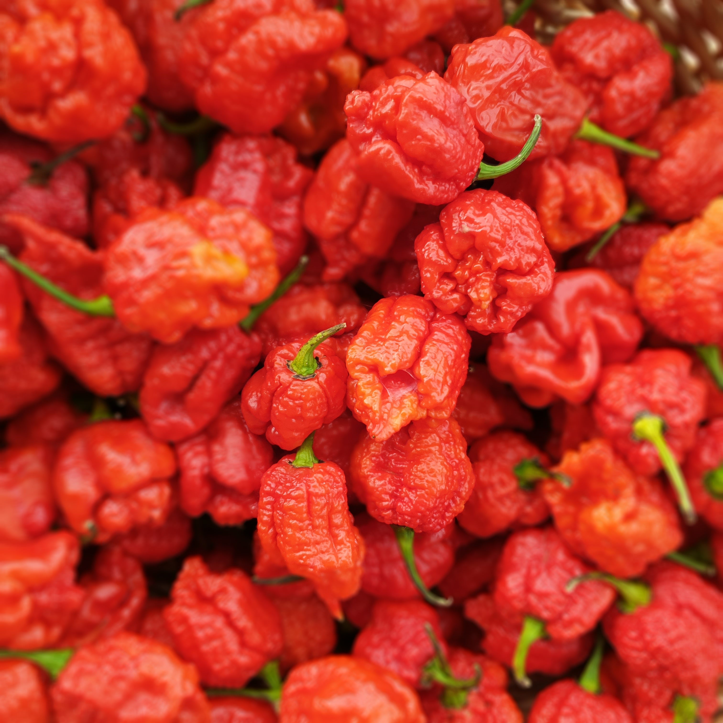 The Carolina Reaper Chili Everything You Need To Know About The Hotte