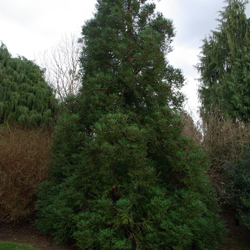 Cryptomeria Japonica Radicans ~ Blue Green Japanese Cedar Gobuyplants