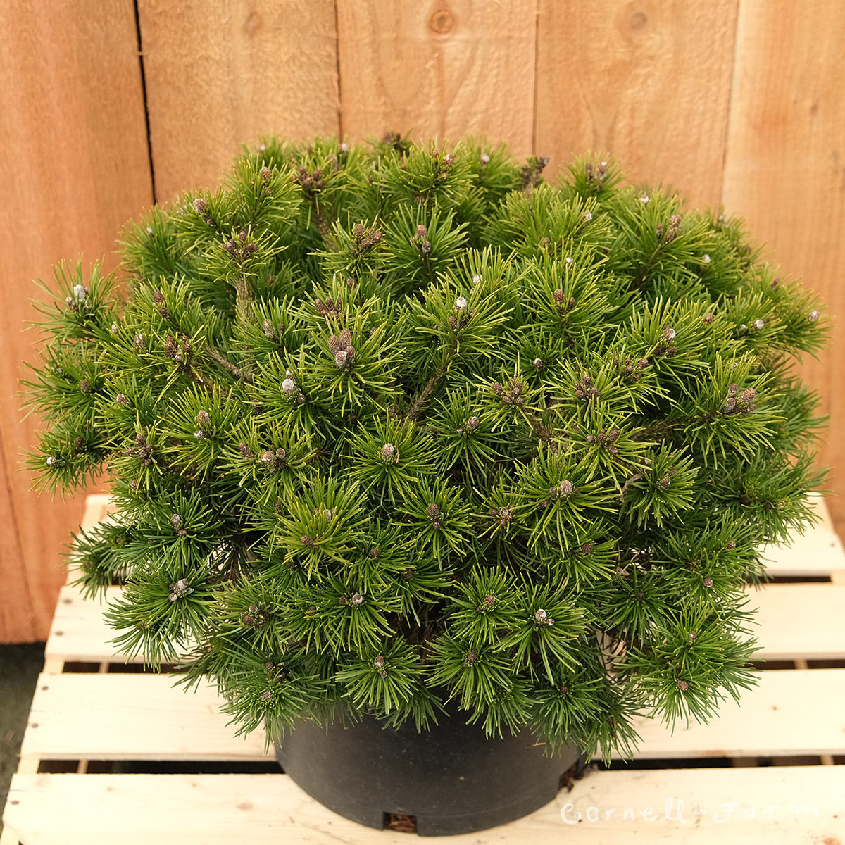 Pinus M Valley Cushion 3 Gal Mugo Pine Cornell Farm