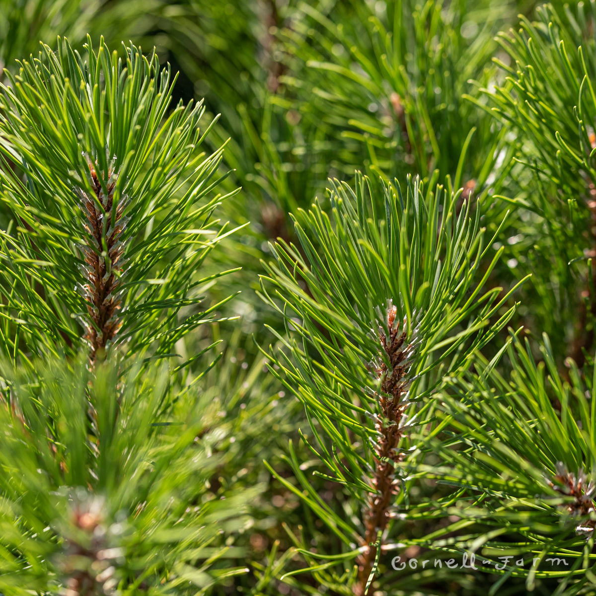 Pinus Mugo Var Mughus 3 Gal Mugo Pine Cornell Farm