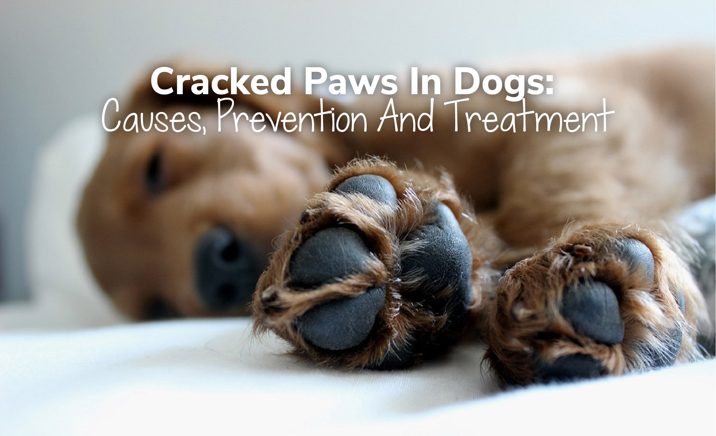 What To Put On Dogs Paws When Bleeding