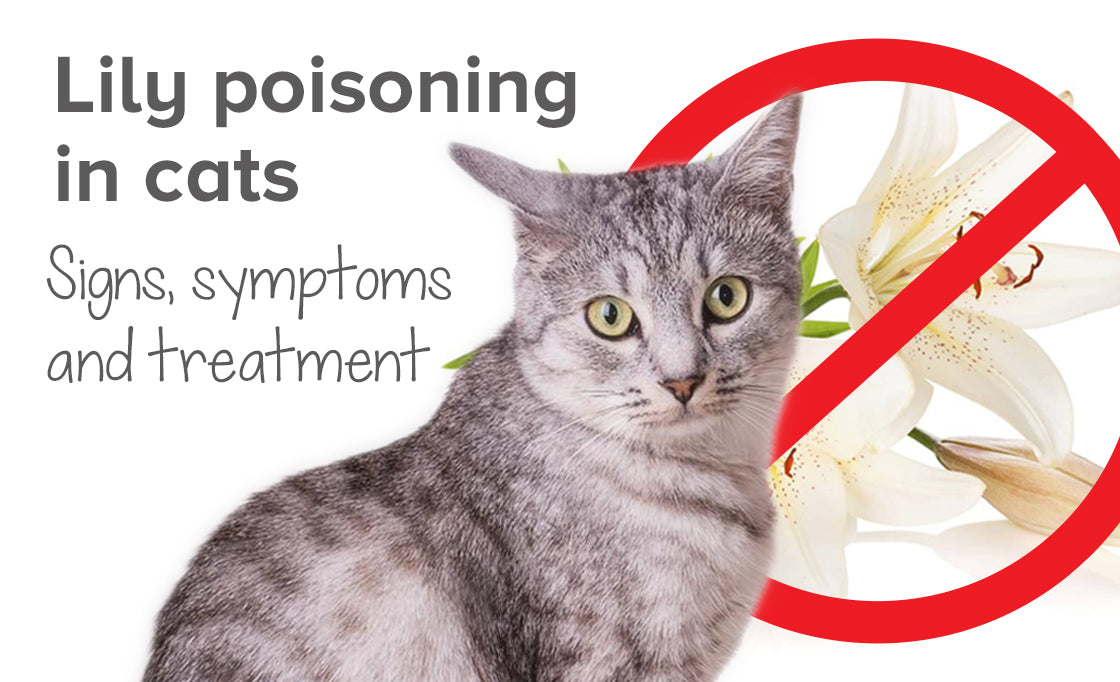 Lily Poisoning In Cats Zuki