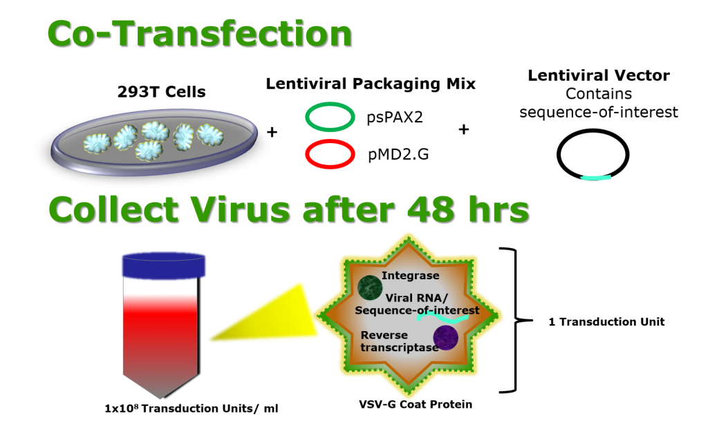 Lentiviral Vector System Cellecta