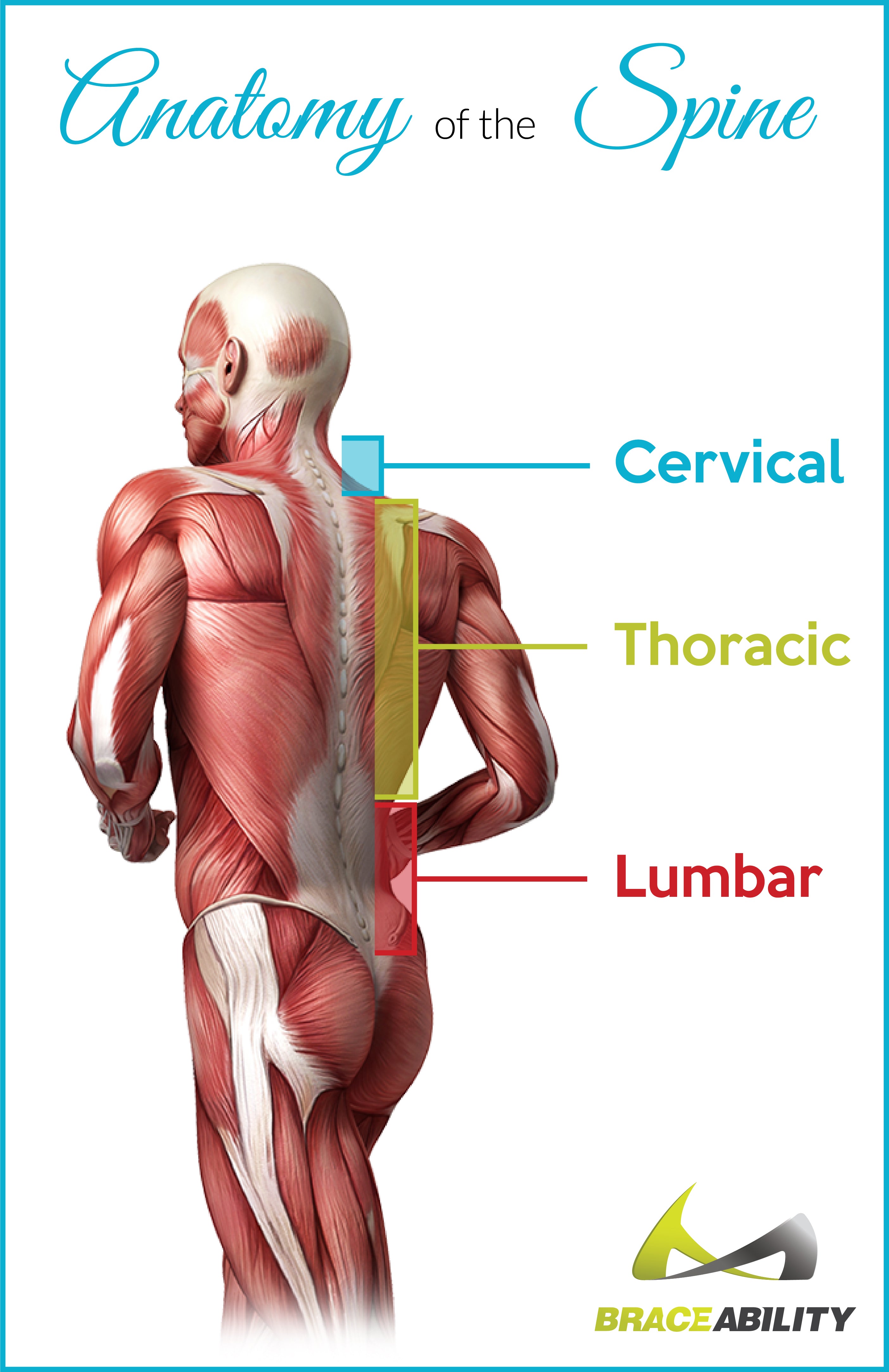 Back Pain In Your Thoracic Spine What Is Causing It