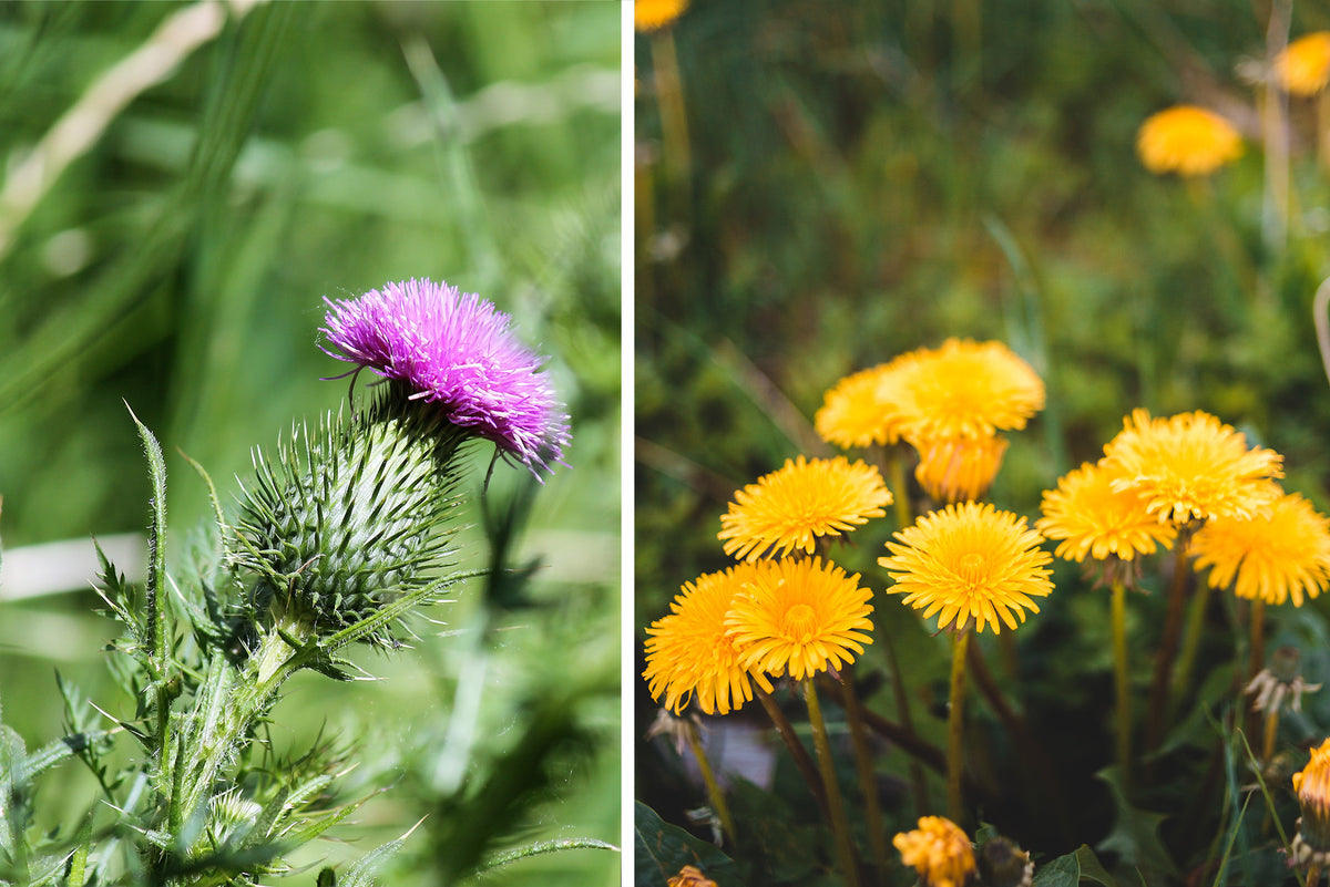 Milk Thistle Vs Dandelion Root Vitamins And Supplements Online Canada