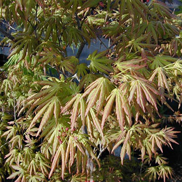 Acer Palmatum Green Trompenburg Japanese Maple Essence Of The Tree