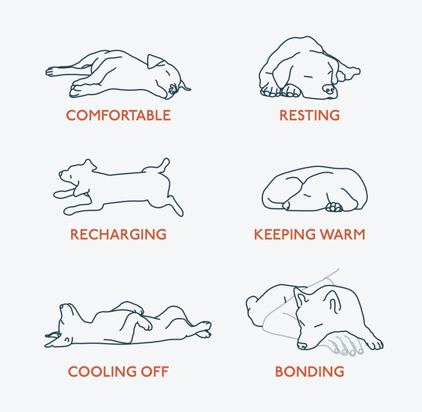 How To Keep A Dog Resting