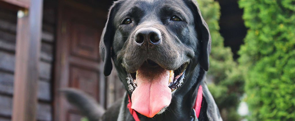 Petlab Co The 15 Most Trainable Dog Breeds