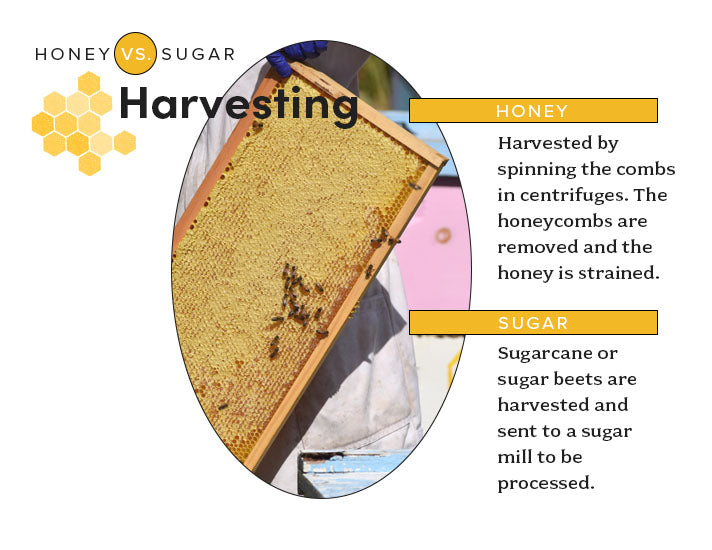 Honey Vs Sugar Which Is The Better Choice