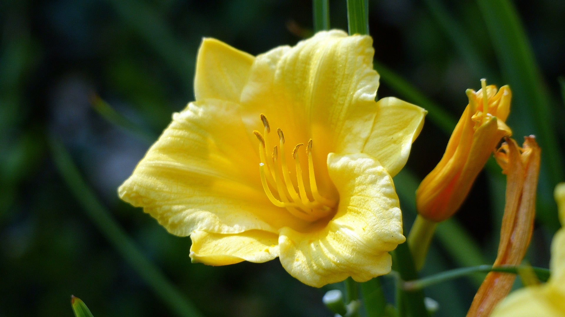 Stella Doro Daylily 1 Gal Large Reblooming Bright Yellow Blossoms