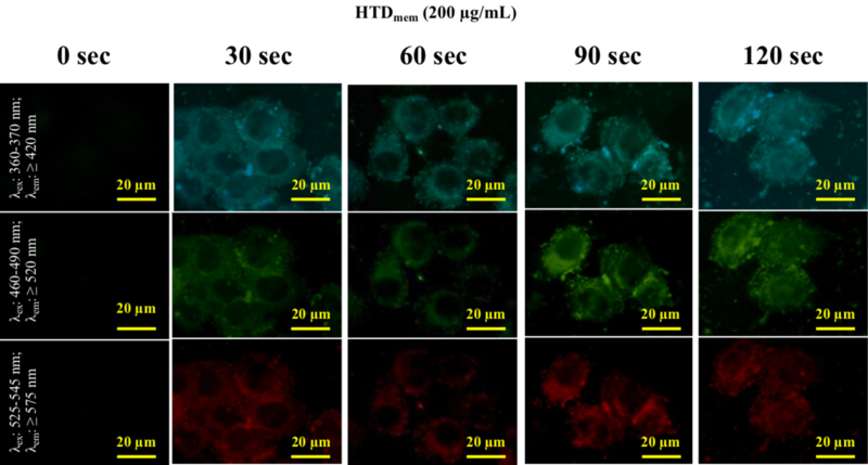 Htd™ Plasma Membrane Stains Clover Biosciences Llc