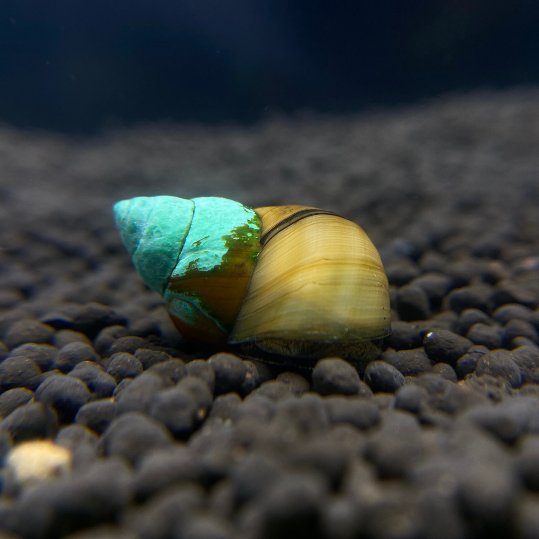 Japanese Trapdoor Snails Nolans Aquarium