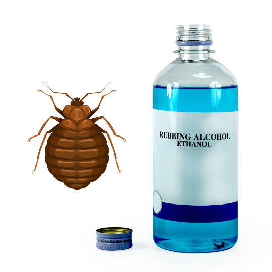 The Effectiveness Of Using Rubbing Alcohol To Kill Bed Bugs What You