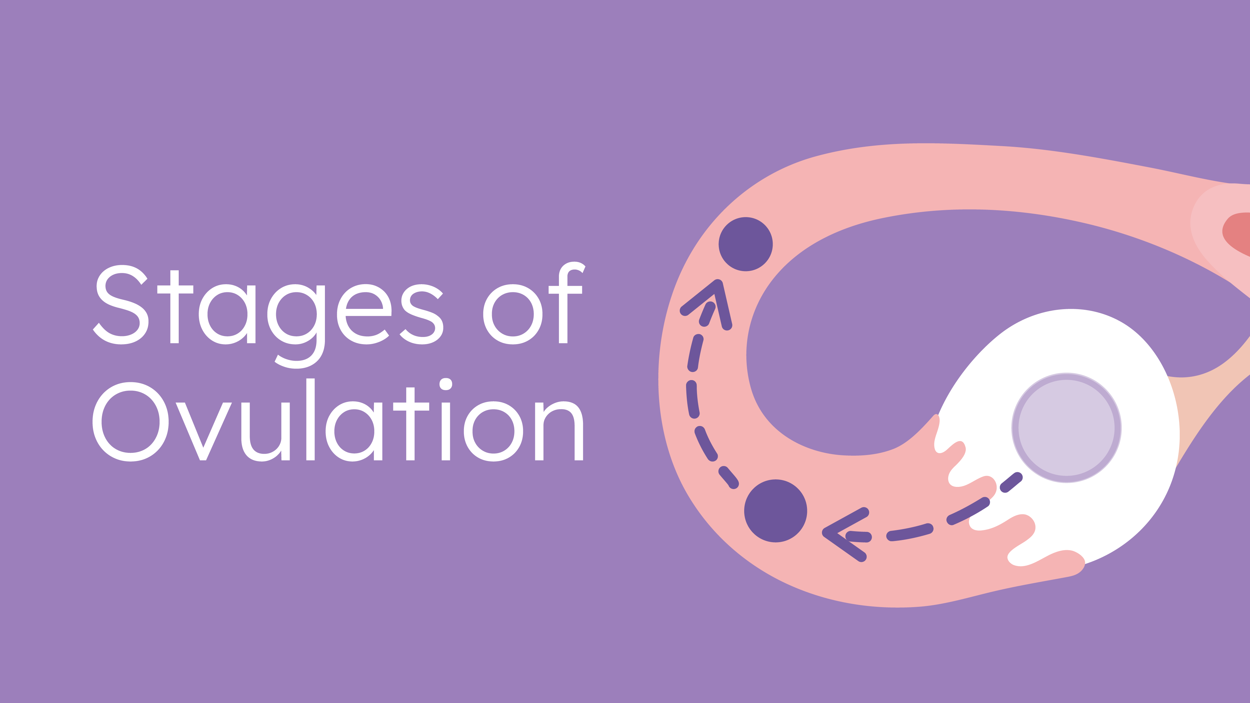 Different Stages Of Ovulation And How They Impact Getting Pregnant Proov