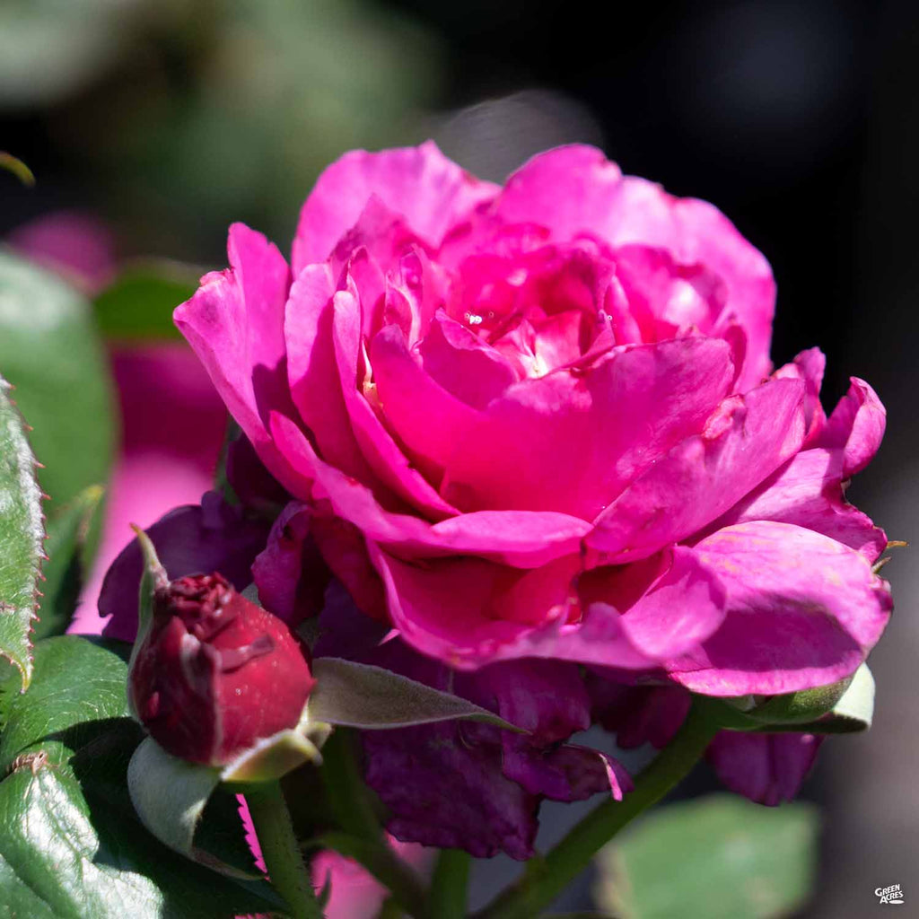 Rose Intrigue — Green Acres Nursery And Supply