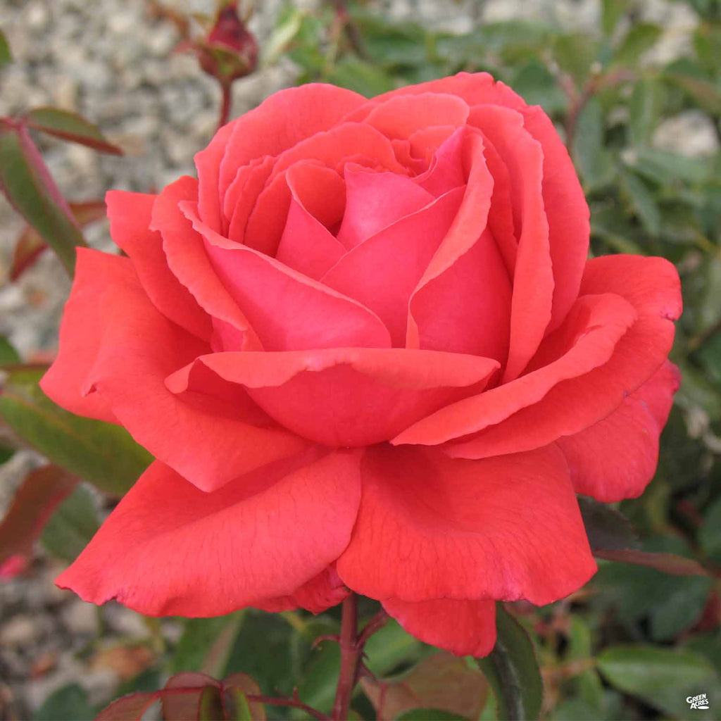 Rose Fragrant Cloud — Green Acres Nursery And Supply